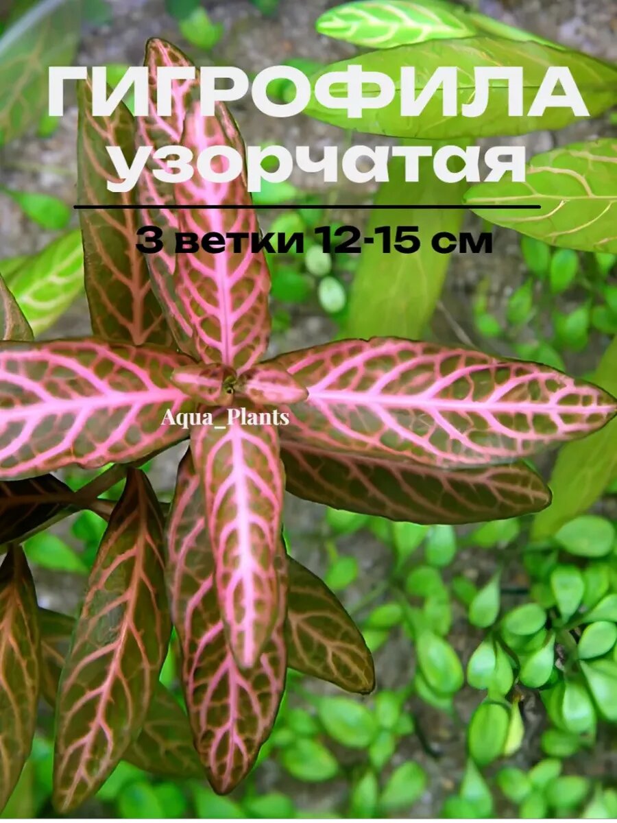 Гигрофила "Узорчатая" Hygrophila Rosanervis, 3 ветки, 10-15 см