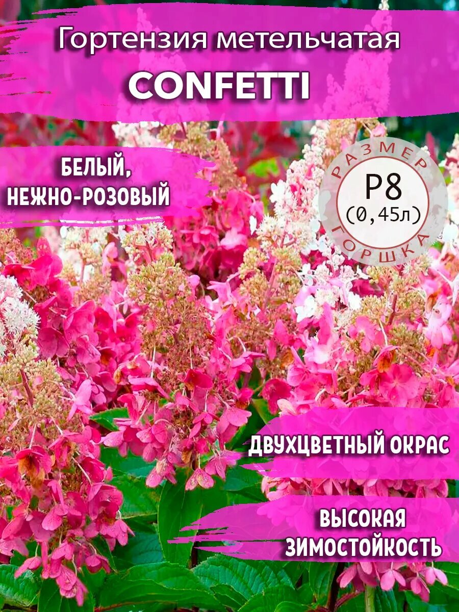 Гортензия Садовые Растения "Confetti", многолетник, высота 150см, розовая