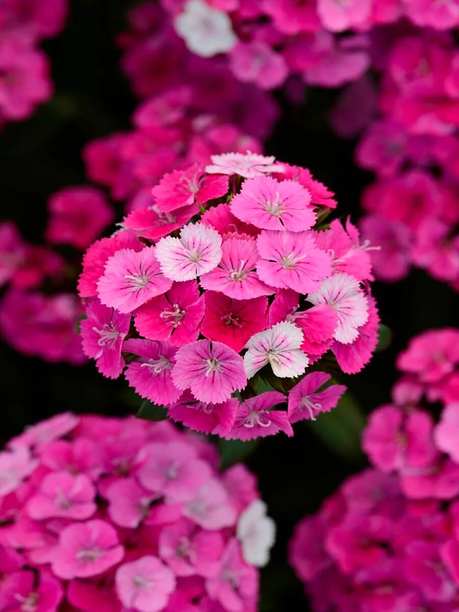 Гвоздика Турецкая Dart Pink Magician