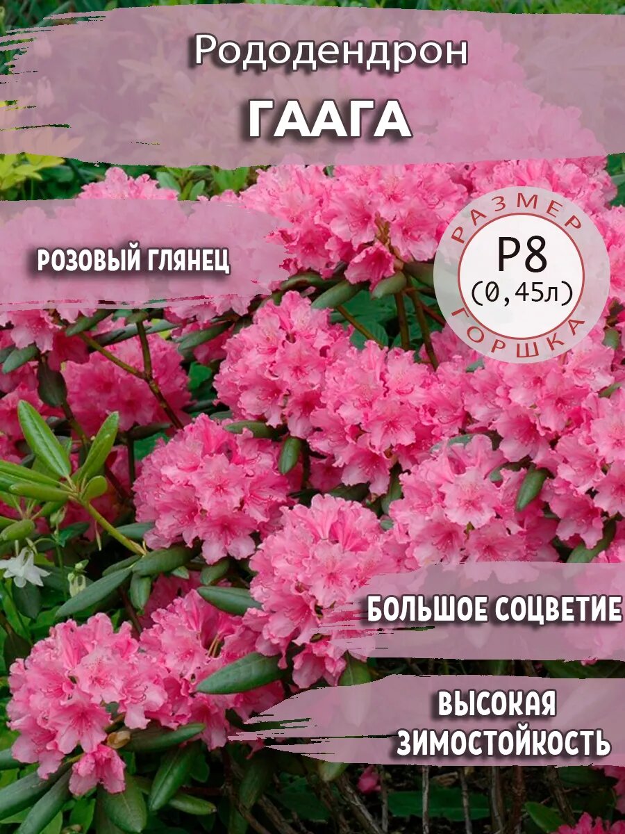 Рододендрон Гаага