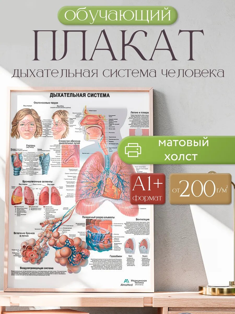 Дыхательная система человека, плакат А1+, матовый холст от 200г/м2