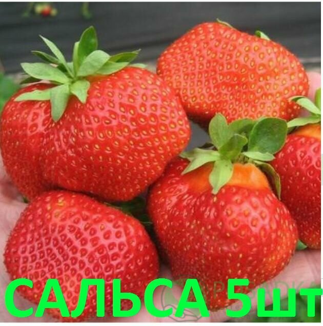 Рассада. Клубника Сальса