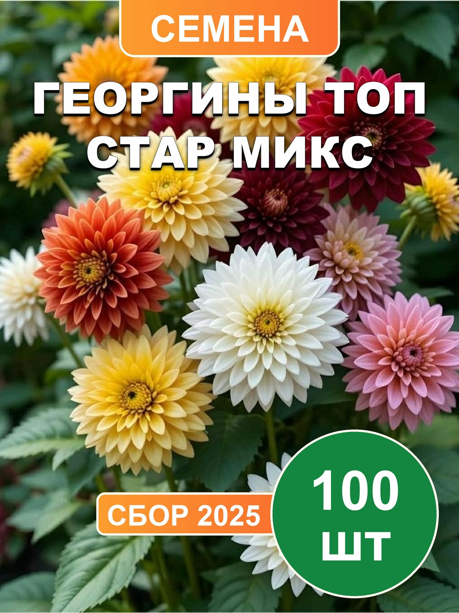 Георгины Топ Стар микс, семена, 100шт