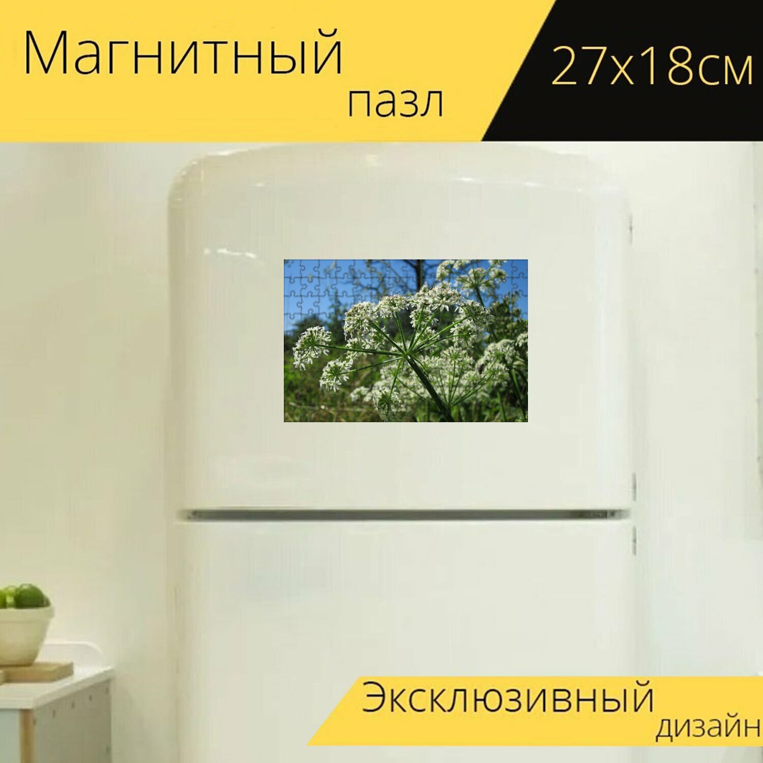 Магнитный пазл "Apiaceae hercaleum, борщевик, корова пастернак" на холодильник 27 x 18 см.