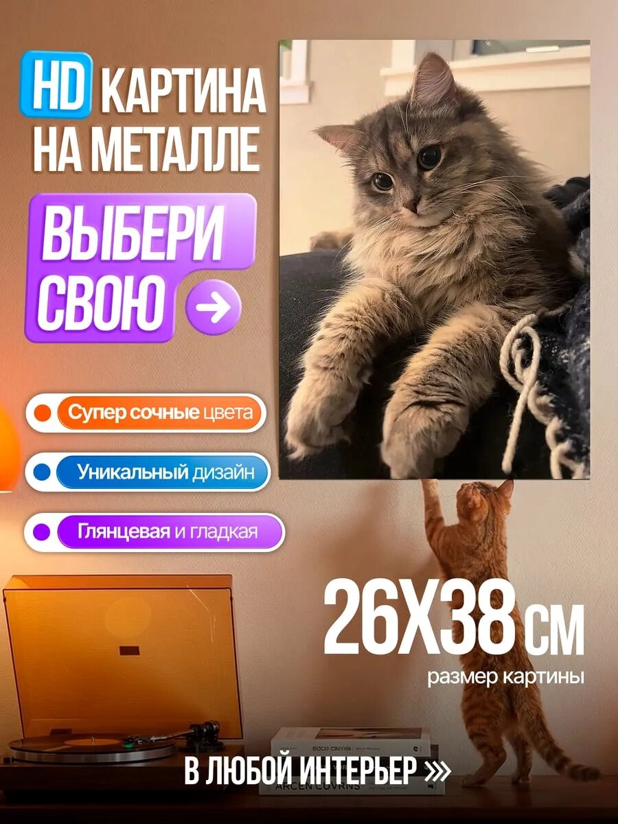 Картина на HD металле Пушистый кот отдыхает