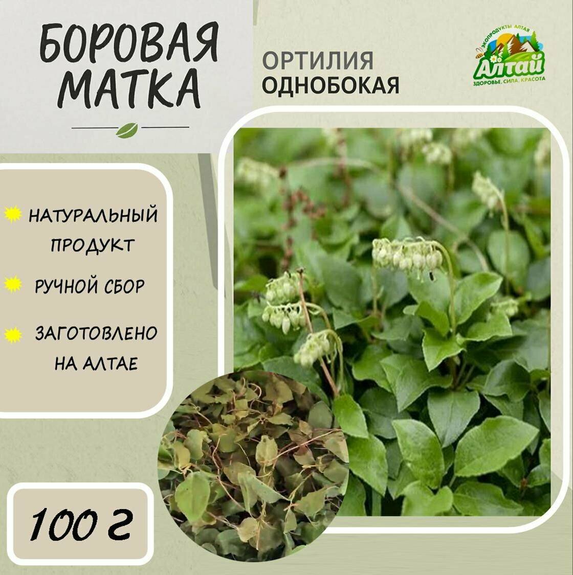 Боровая матка (ортилия однобокая) АлтайМир, побеги цельные, для женского здоровья, 100г