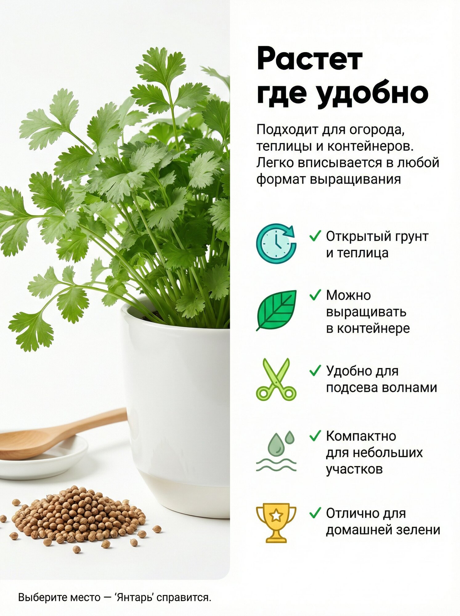 Семена Кориандр Янтарь — фото 1