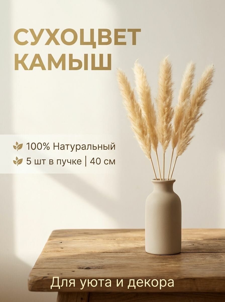 Сухоцвет "Камыш", 5 шт в пучке, шампань, натуральный сухоцвет, для создания цветочных композиций и декора
