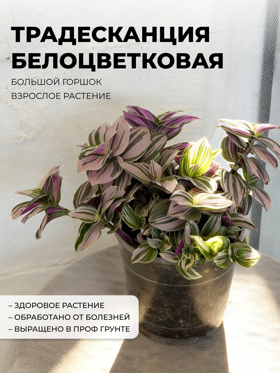 Традесканция комнатная Белоцветковая взрослое растение в горшке, 1шт.