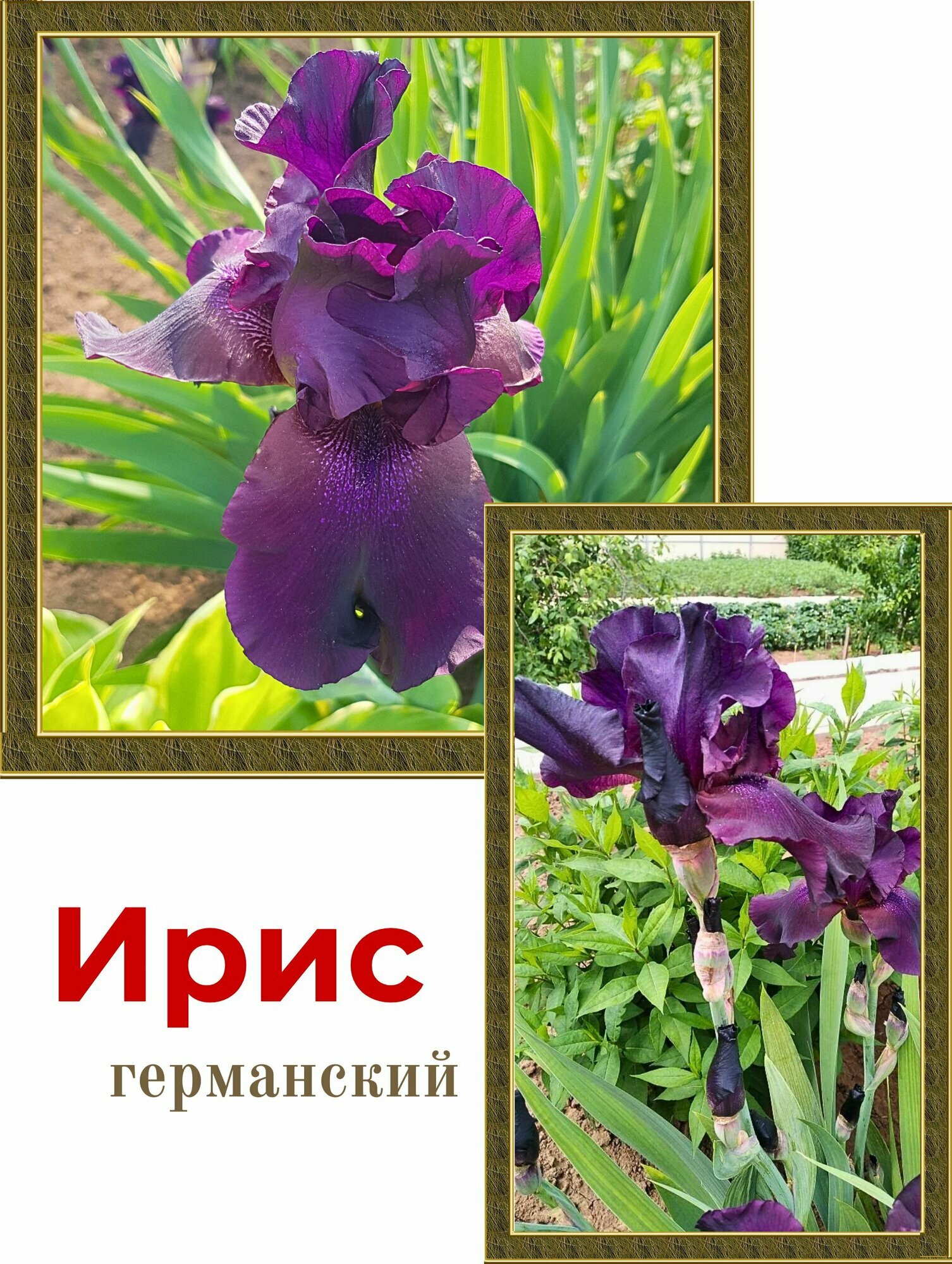 Ирис германский фиолетовый