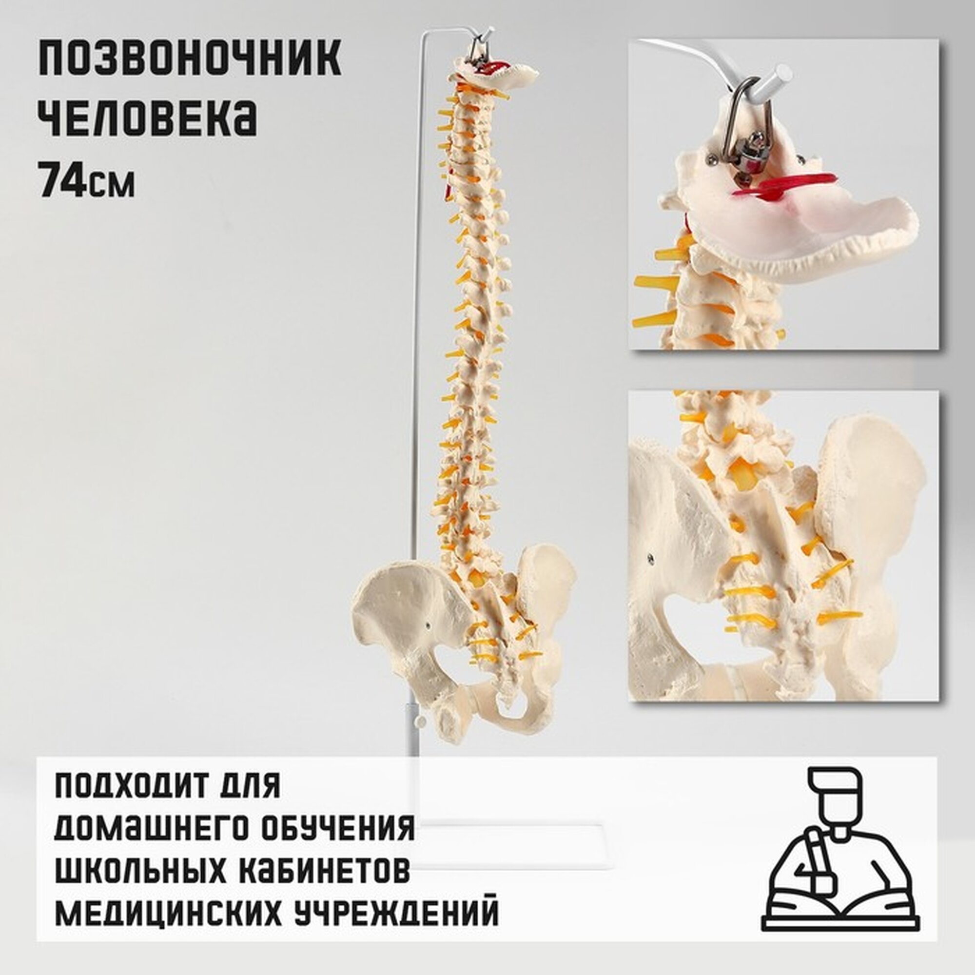 Анатомическая модель «Макет позвоночника человека», высота 74 см