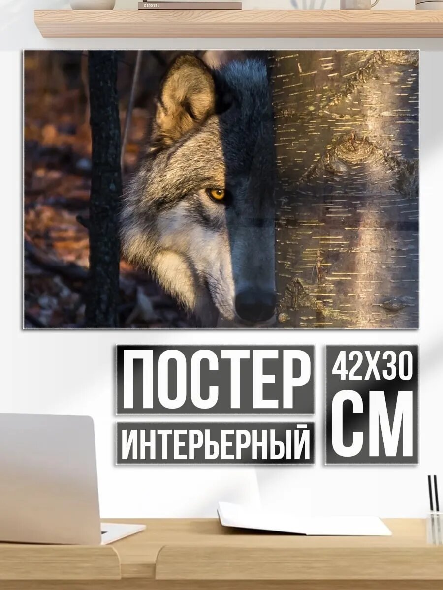 Плакат постер Волк в лесу