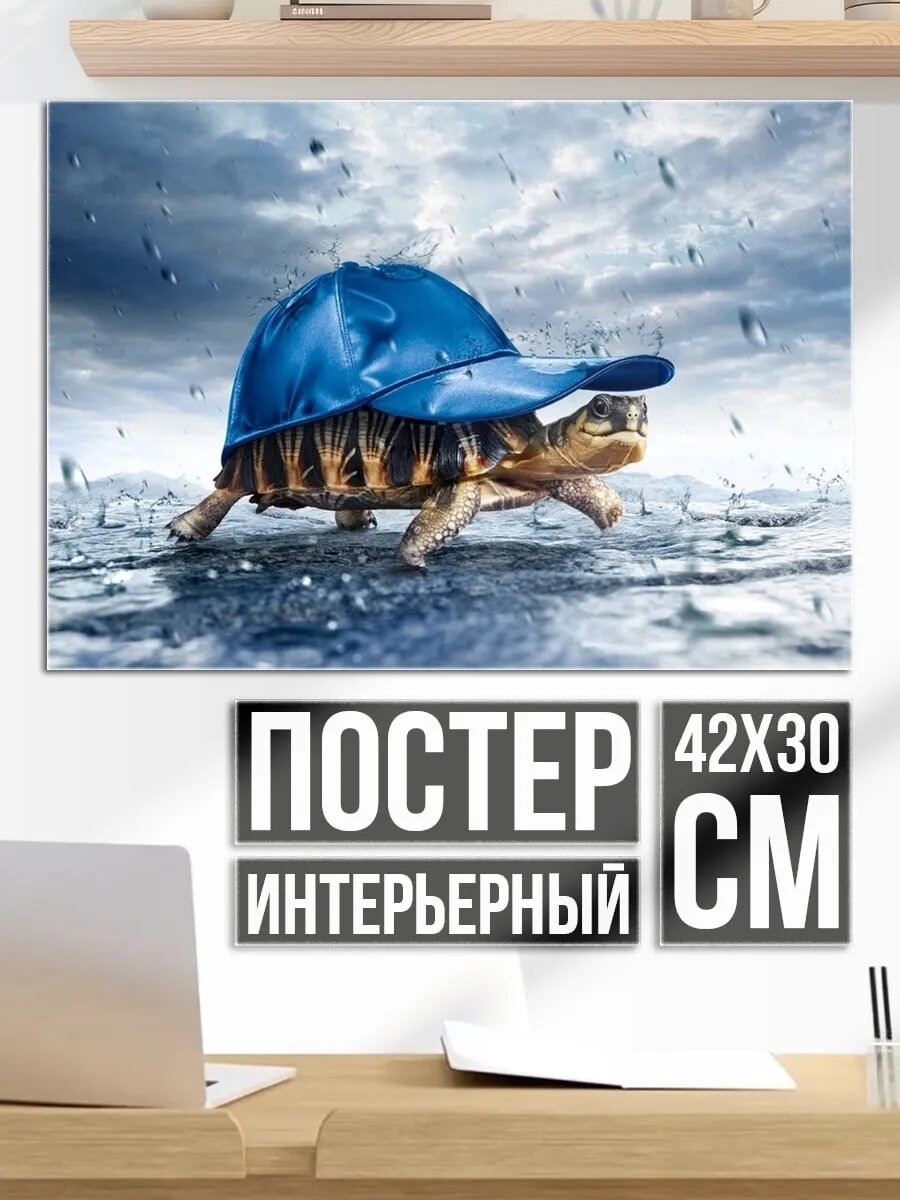 Плакат постер Черепаха в кепке
