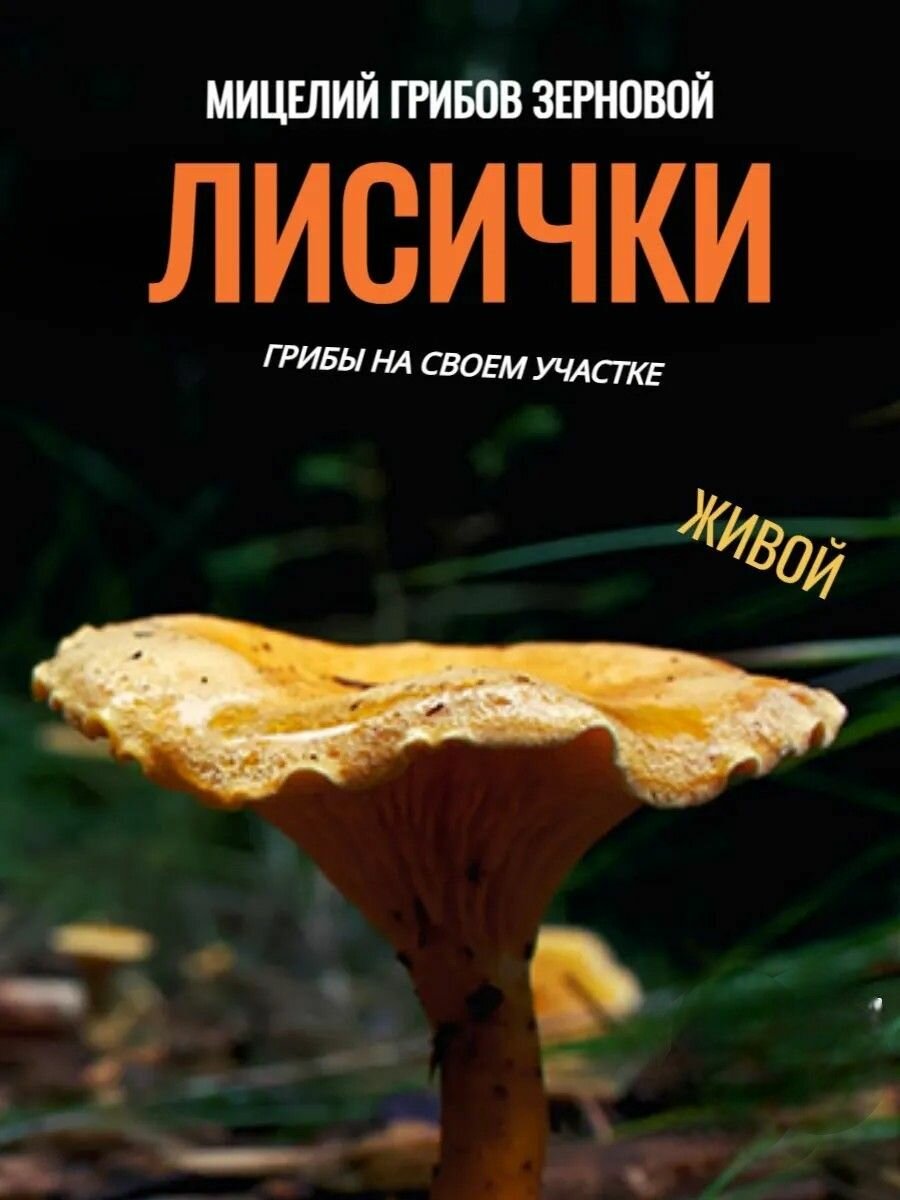 Мицелий грибов зерновой лисички -39 грамм