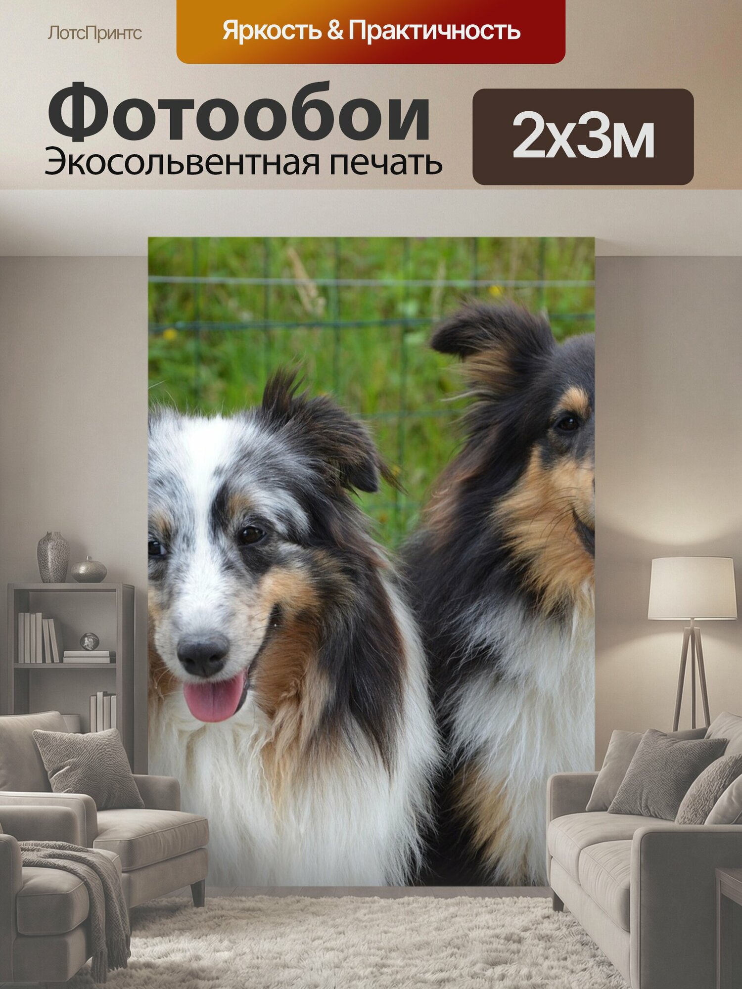 Фотообои "Собаки, шелти, пара" 200x300 см. экосольвентная печать