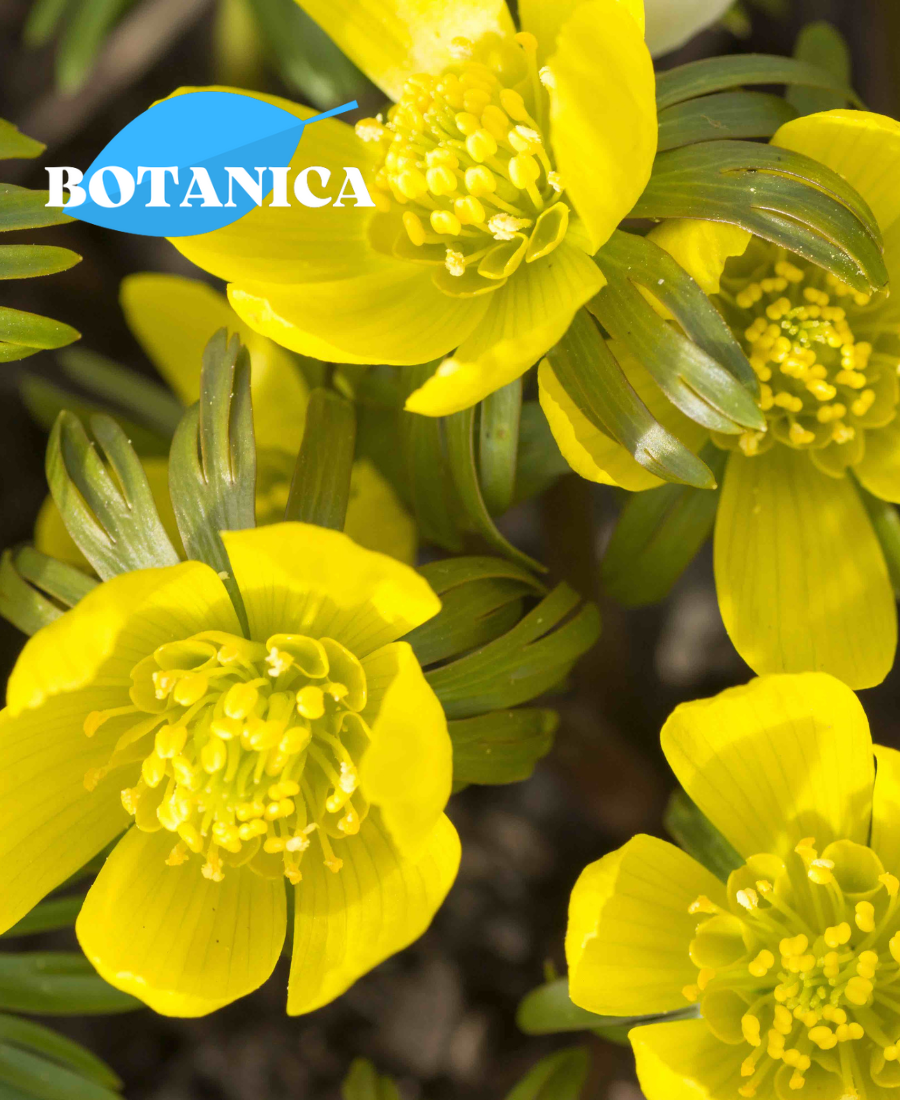 Луковицы цветов, botanica garden, Эрантис Киликия ( 10 штук )