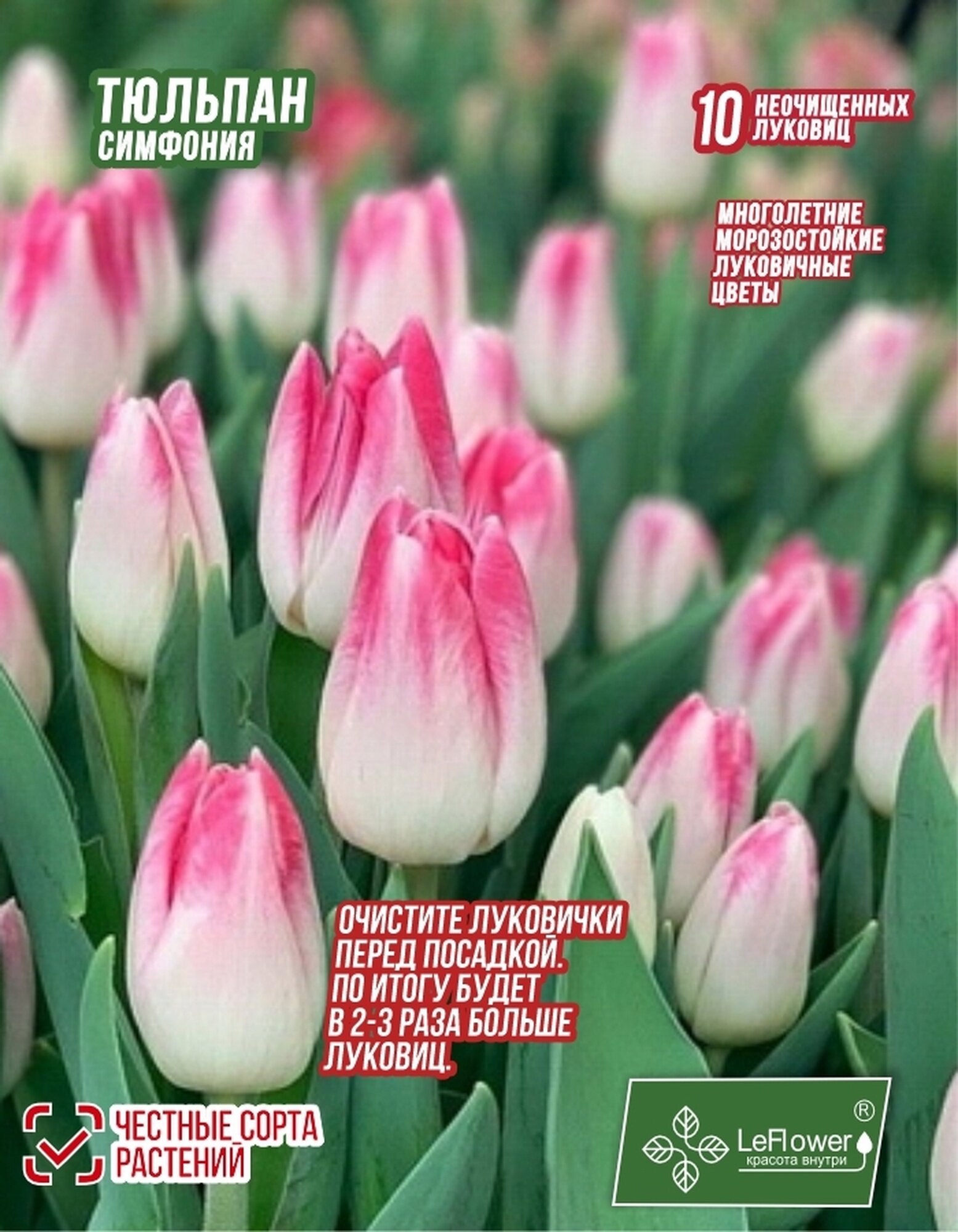 Тюльпан LeFlower "Симфония", многолетние, упаковка 10 штук, 1 упаковка