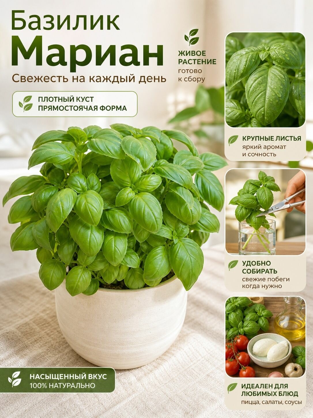 Базилик Мариан, семена — фото 1
