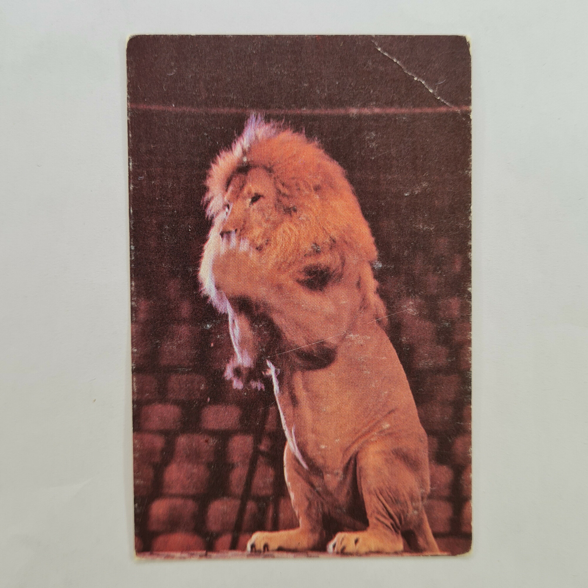 Карманный календарик СССР 1989. Лев, советский цирк. Советский календарь винтажный, животные
