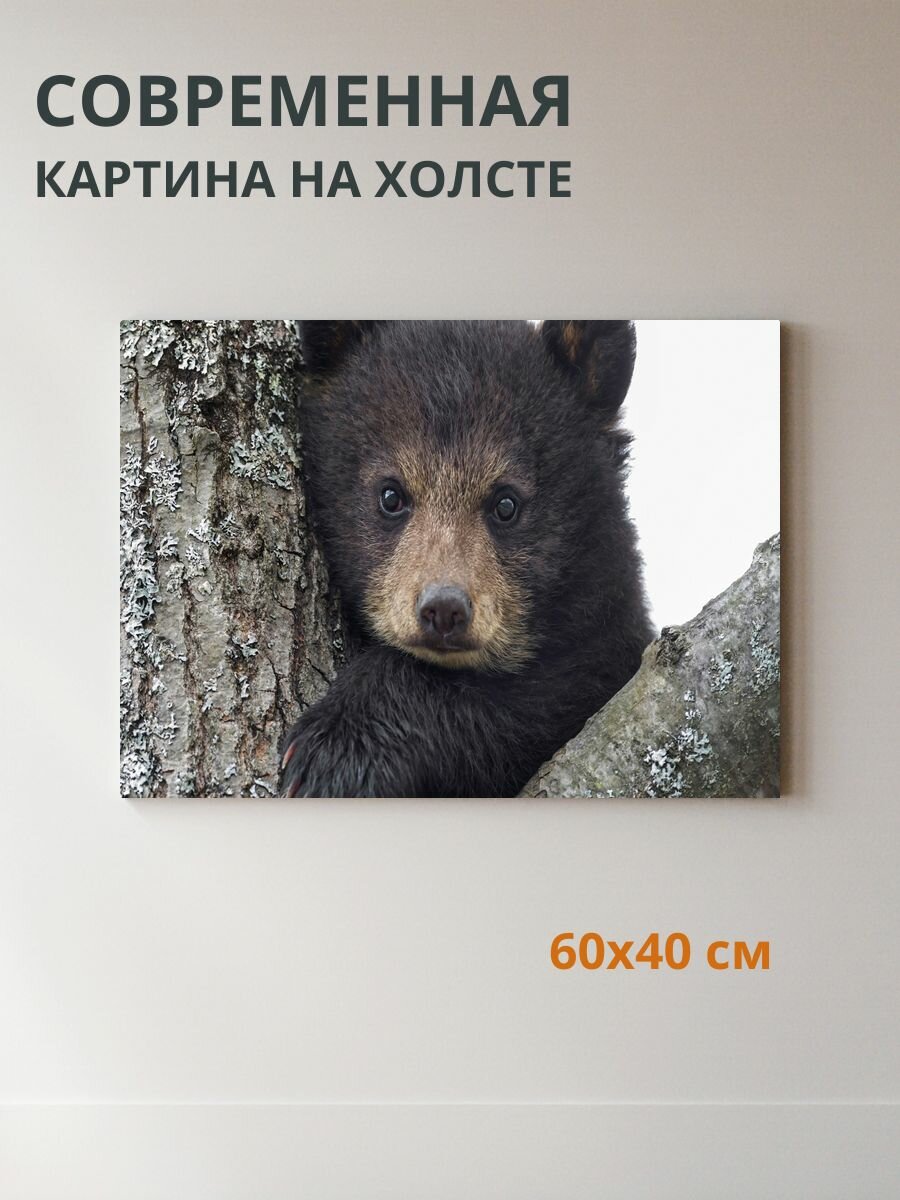 Картина на холсте Медвежонок в лесу 60x40 см