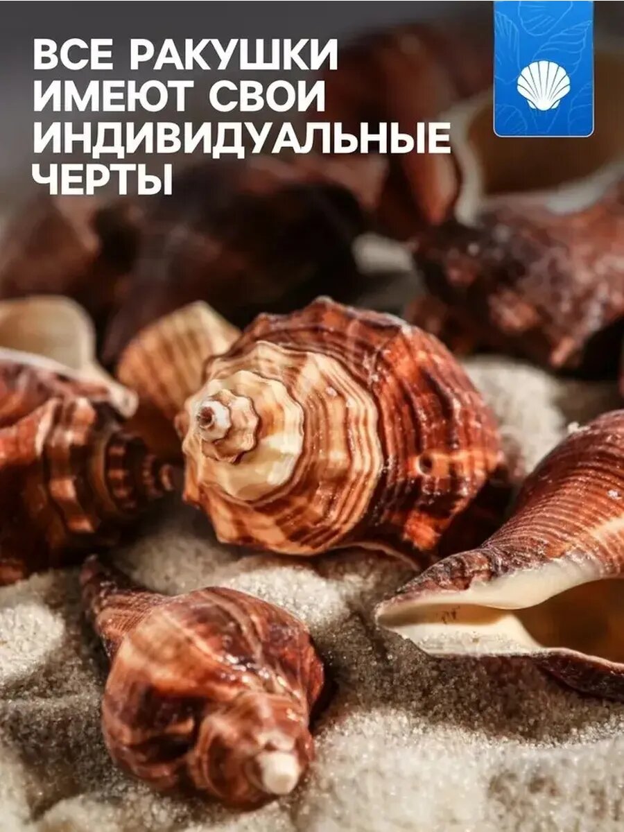 Морские ракушки для творчества, 100 г