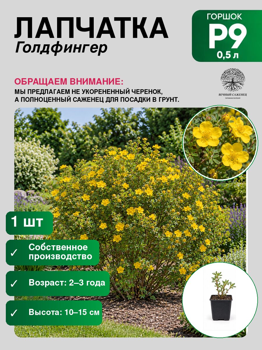 Лапчатка кустарниковая Голдфингер, саженец для сада и дачи, декоративное растение для посадки