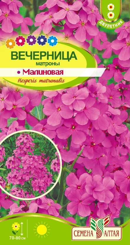 Цветы Вечерница Матроны Малиновая/Сем Алт 1 Упаковка