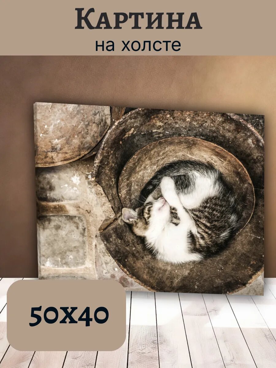 Картина Кот Кошка Cat 40x50 уютный спящий котенок в шляпе