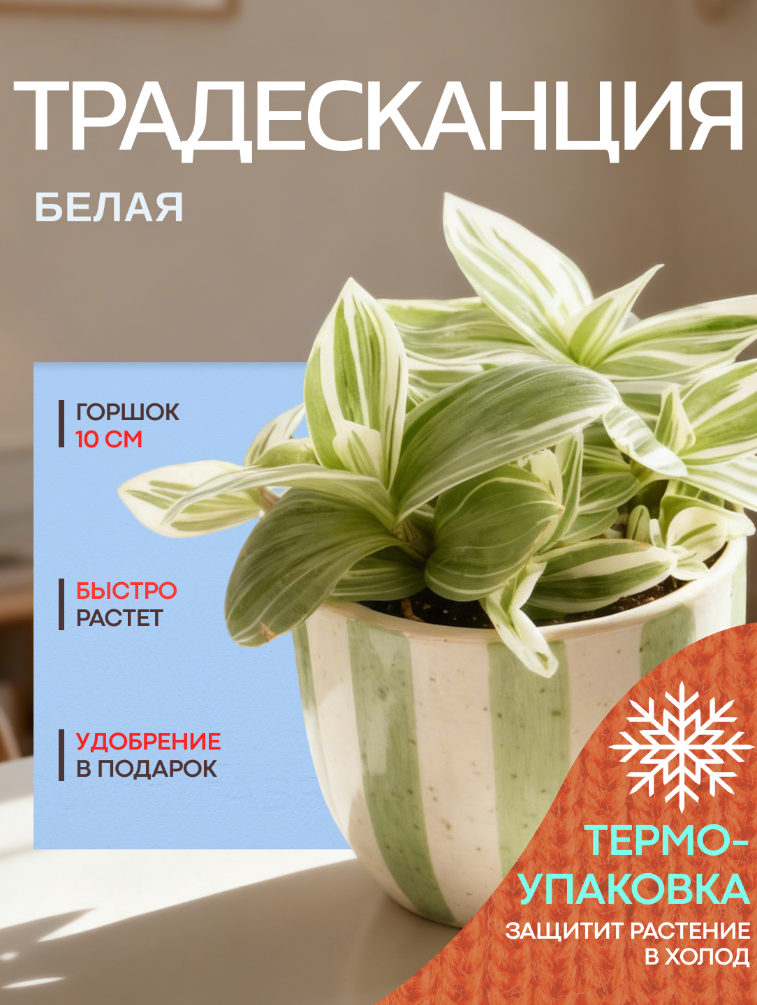 Традесканция Белая Живое комнатное растение