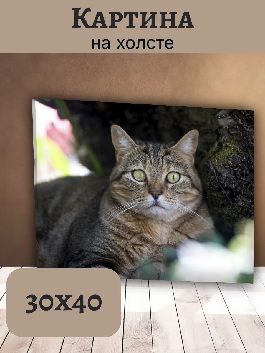 Картина Кот Кошка Cat 30x40 с зелеными глазами