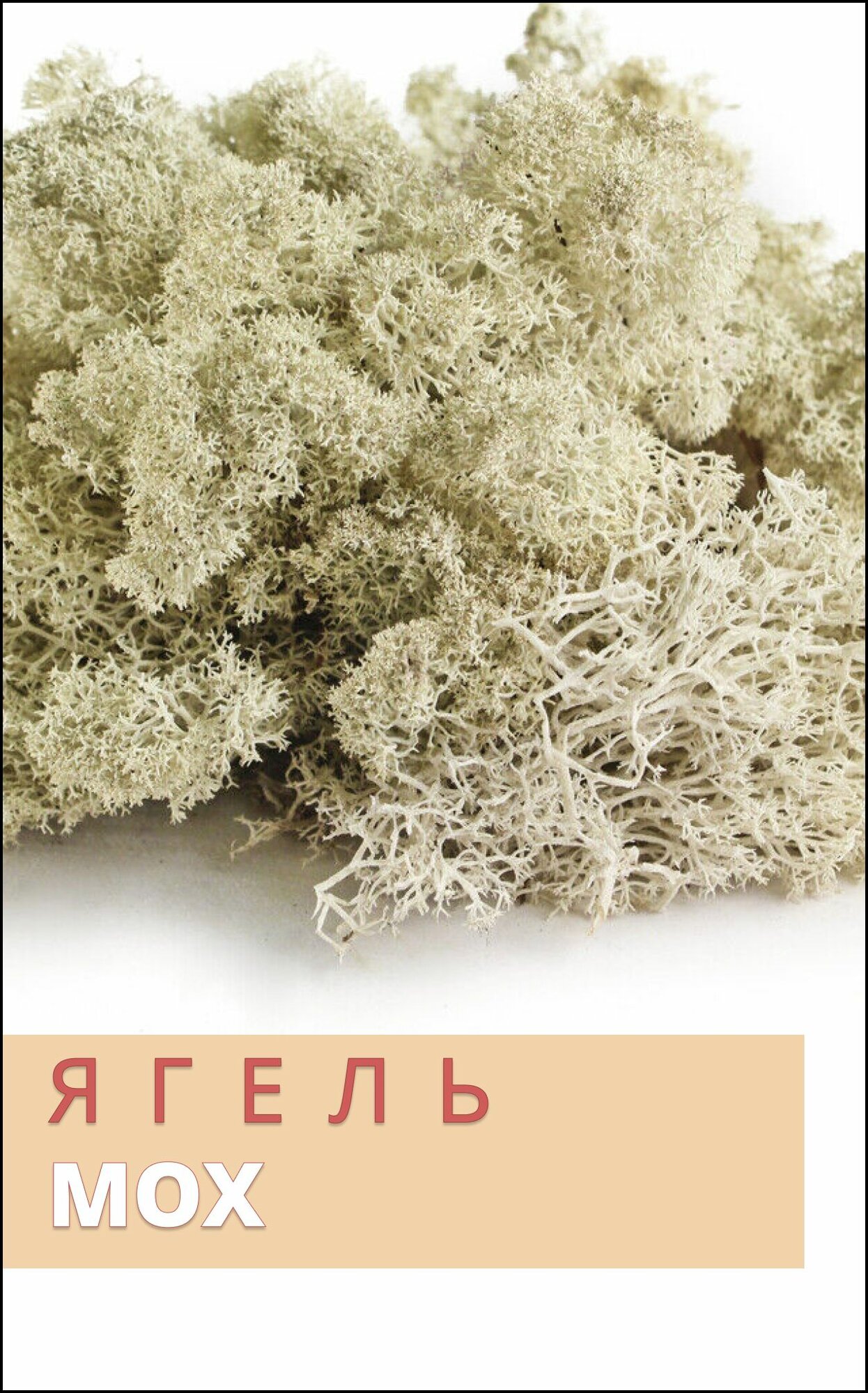 Мох ягель живой