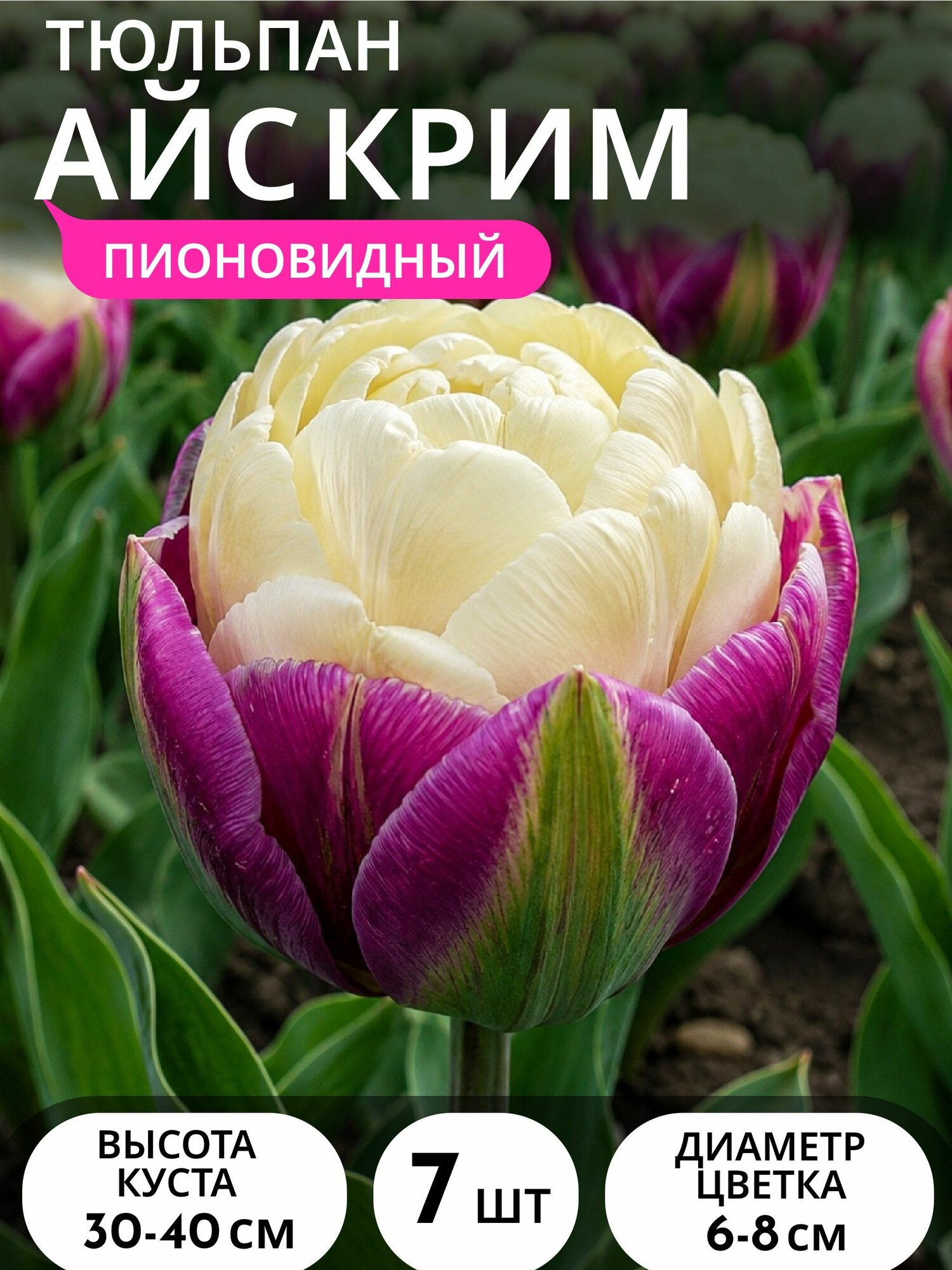 Тюльпаны "Айс Крим", многолетние, пионовидная форма, 7 луковиц в упаковке