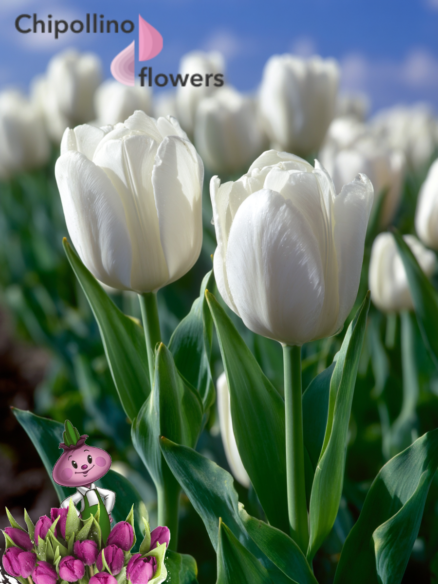 Луковицы цветов, chipollino flowers, Тюльпан ROYAL VERGIN (3 луковицы)
