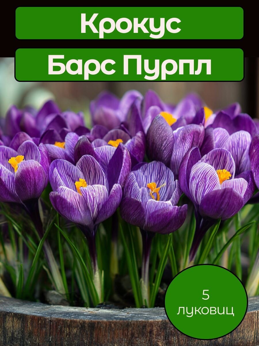 Крокус Барс Пурпл луковицы 5 шт