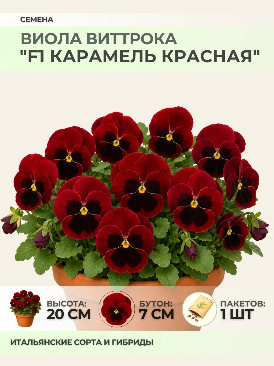 Виола "Карамель Красная" F1, насыщенные красно-бордовые цветки, крупноцветковый гибрид, 1 упаковка, 7 шт. семян.