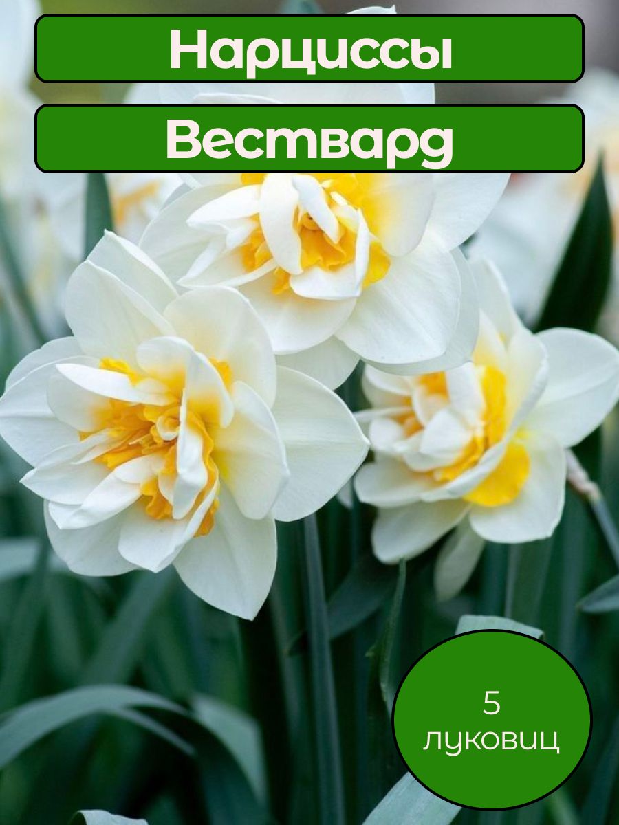 Луковицы Нарцисс Вествард 5 шт