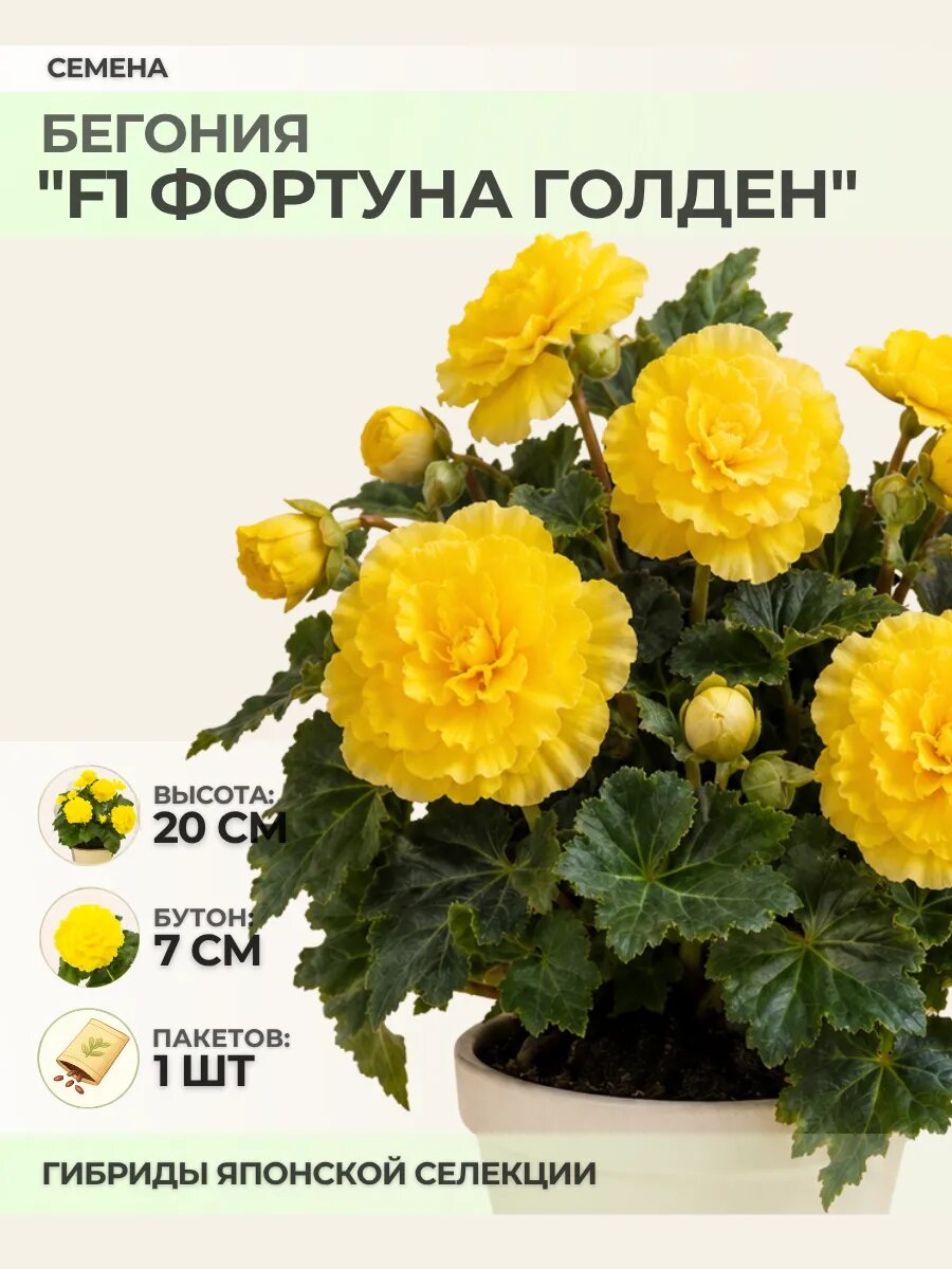 Бегония "Фортуна Голден" F1, супермахровые золотисто-жёлтые цветки, 1 упаковка, 4 шт. дражированных семян.