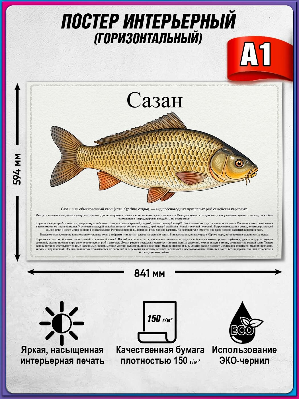 Постер интерьерный "Сазан", плакат, подарок на День рыбака / А-1 (84x60 см.)