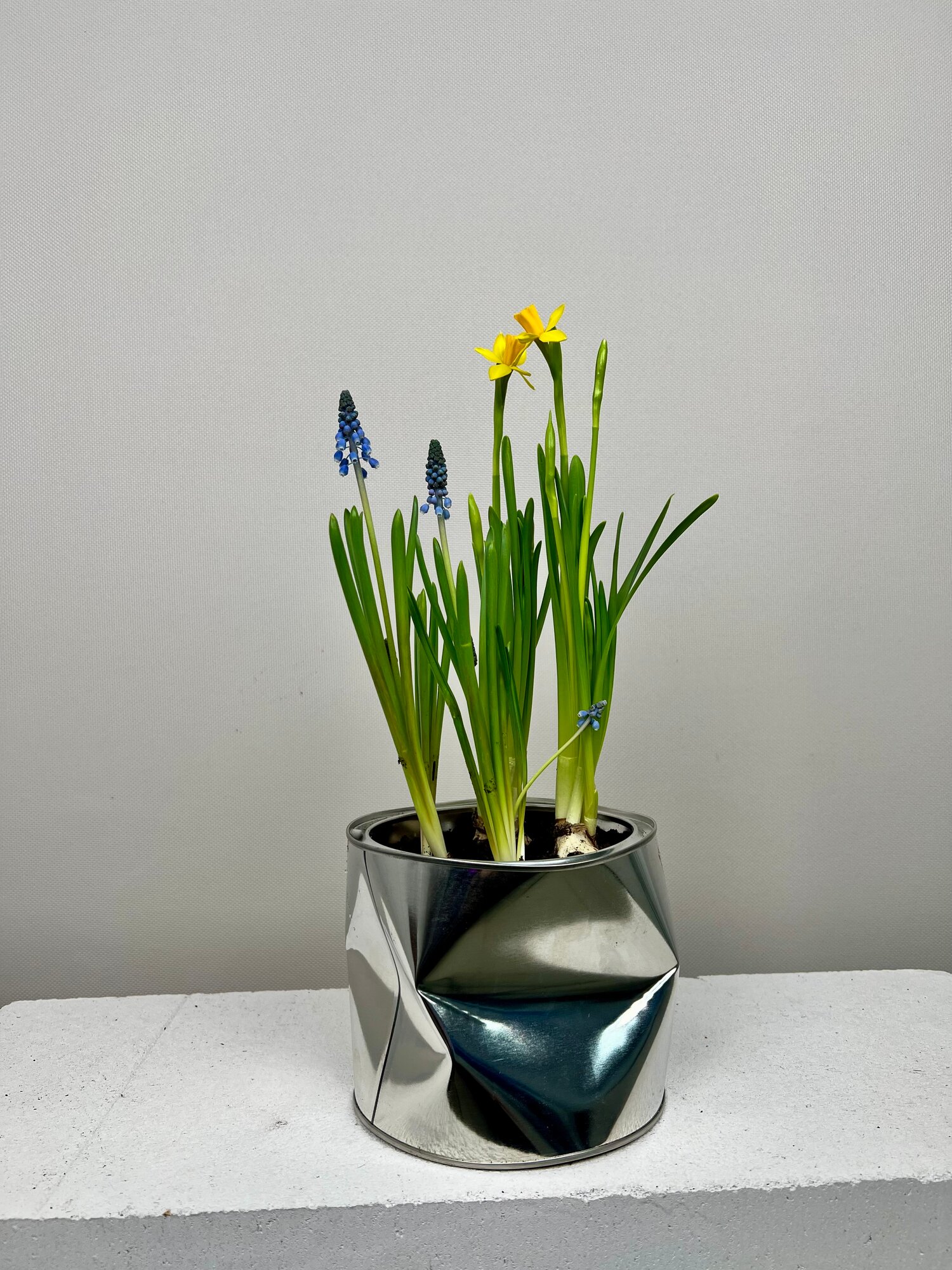 Микс первоцветов в металлической брутальной банке