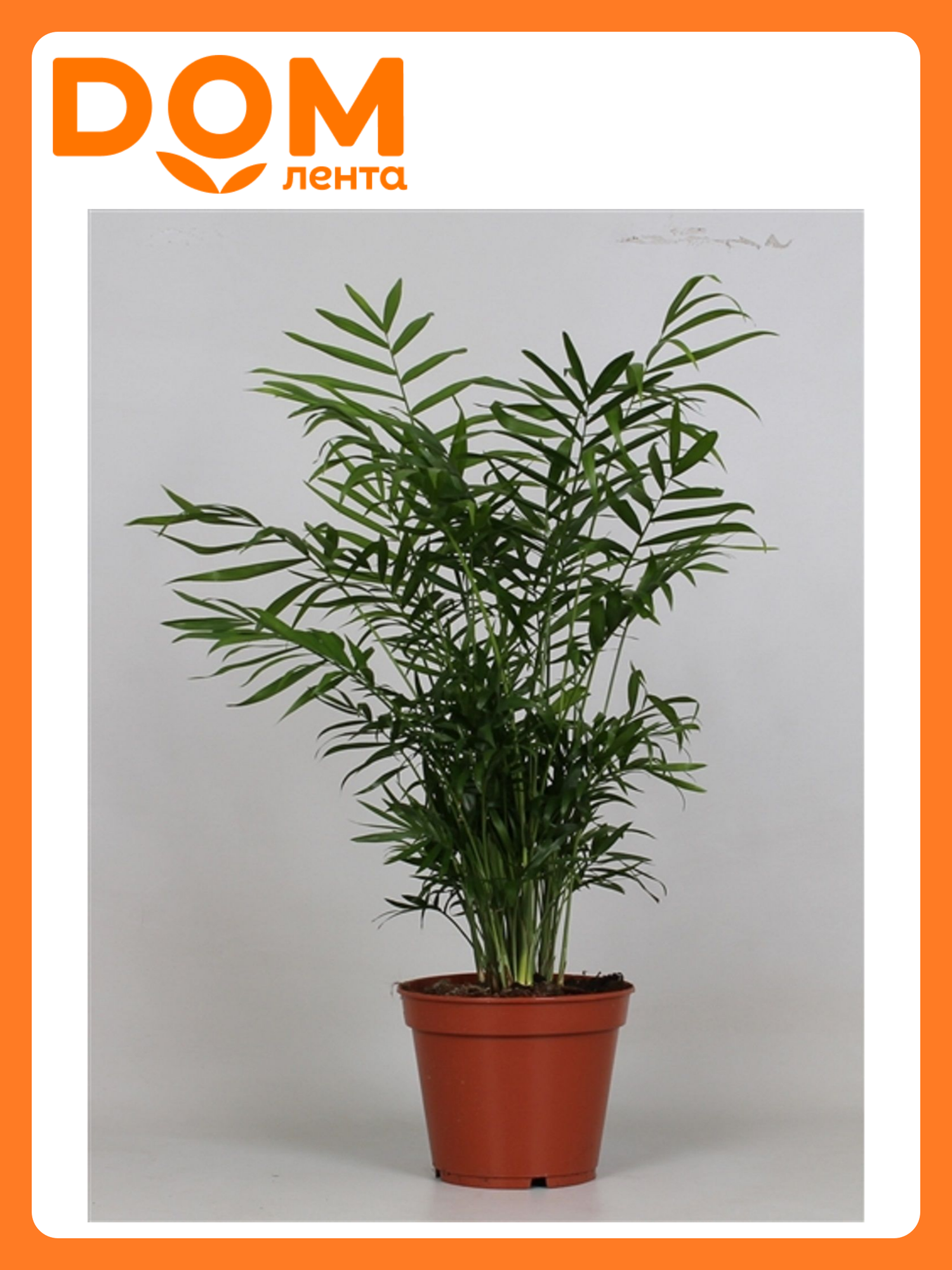 Растение хамедорея Элеганс, высота 60 см, диаметр горшка 17 см