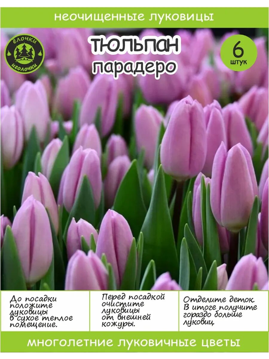 Тюльпан Луковица, Парадеро, 6+шт