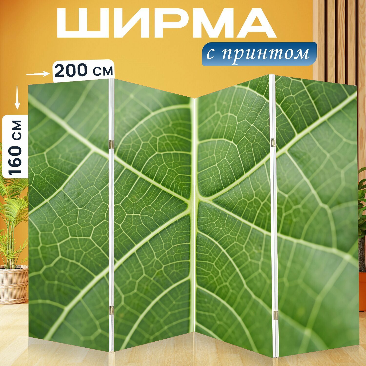 Ширма "Крупный план зеленого листа. Макросъемка природной фактуры с прожилками, тонкой сеткой жилок и мягким." перегородка для зонирования комнаты с принтом 200x160 см. на холсте
