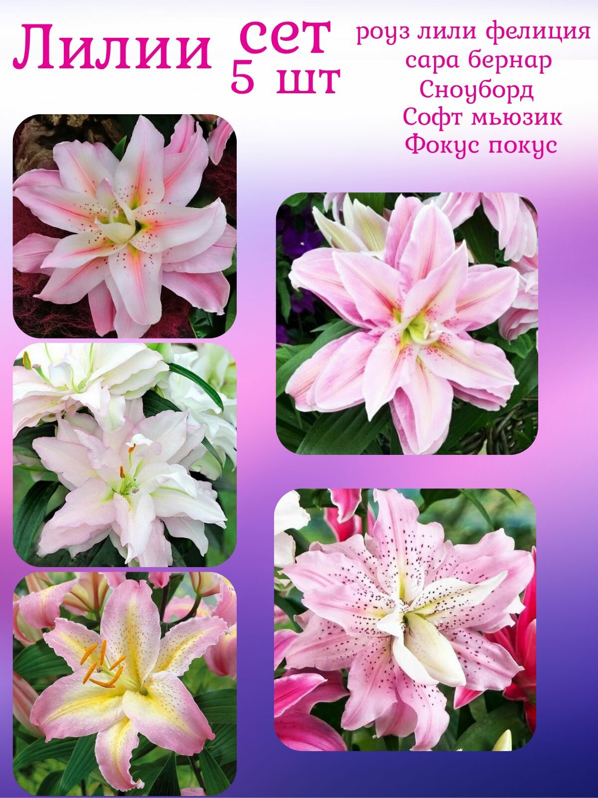 Лилия луковицы, многолетние цветы для посадки, СЕТ 5 штук