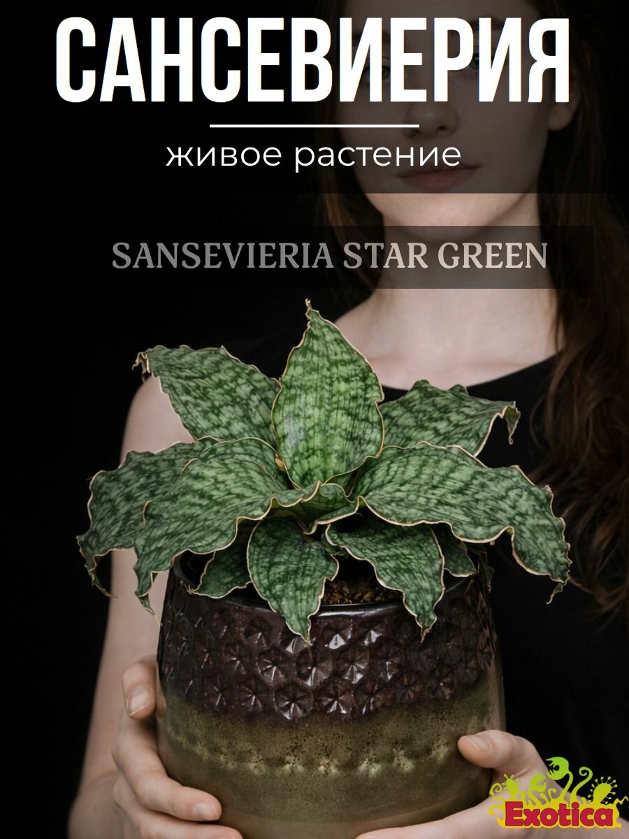 Сансевиерия Стар Грин, Мини Лист (Sansevieria Star Green) D7,5см, живое растение