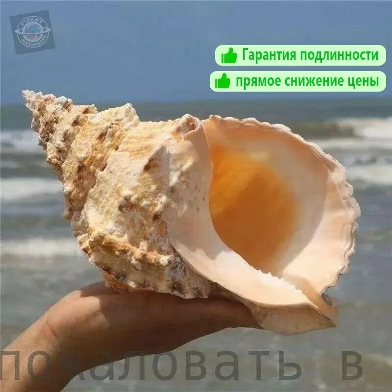 Ракушка морская натуральная Бурса Бубо12cm-13cm