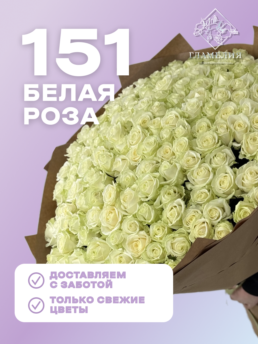Гламелия цветы «Императорский жест»: 151 роза Avalanche в крафте – купить свежие цветы с доставкой в Москве