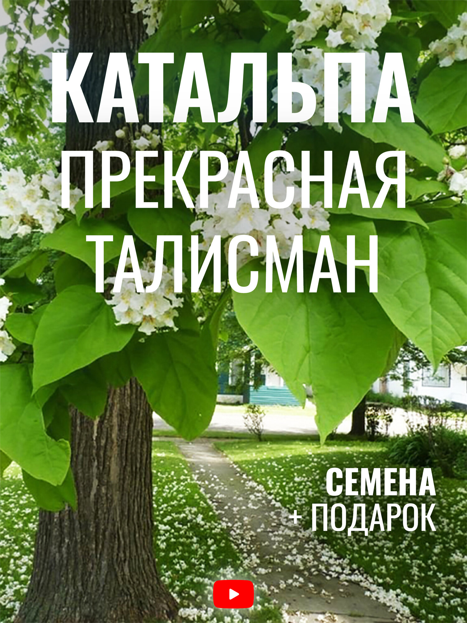 Катальпа Прекрасная Талисман, Семена, 20 шт, семена декоративных растений