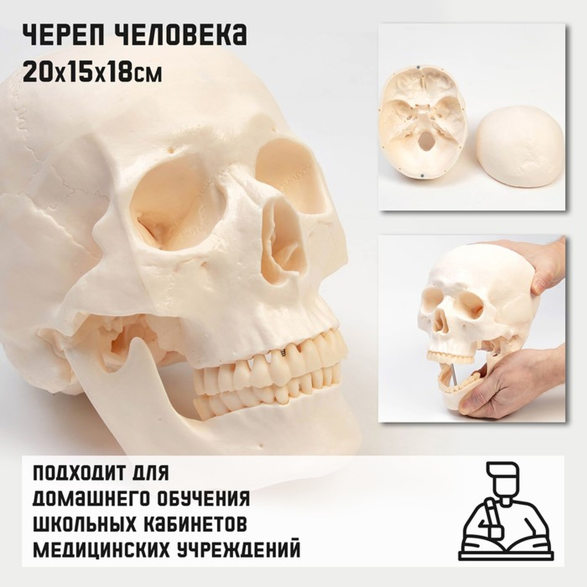 Анатомическая модель «Макет черепа человека», р. 20 × 15 × 18 см