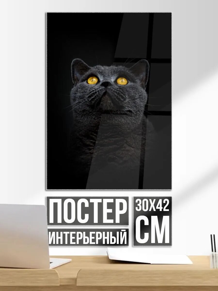 Постер на стену Черный кот британец