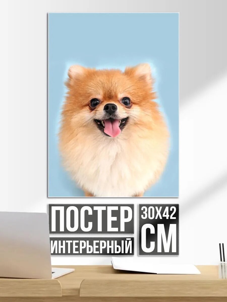 Постер на стену Щенок Померанского Шпица